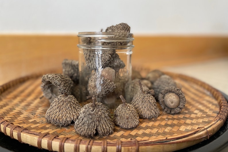 LARGE Texas Bur Oak ACORNS, Large Bur Oak Acorns, Caps or Mixed, Oven ...
