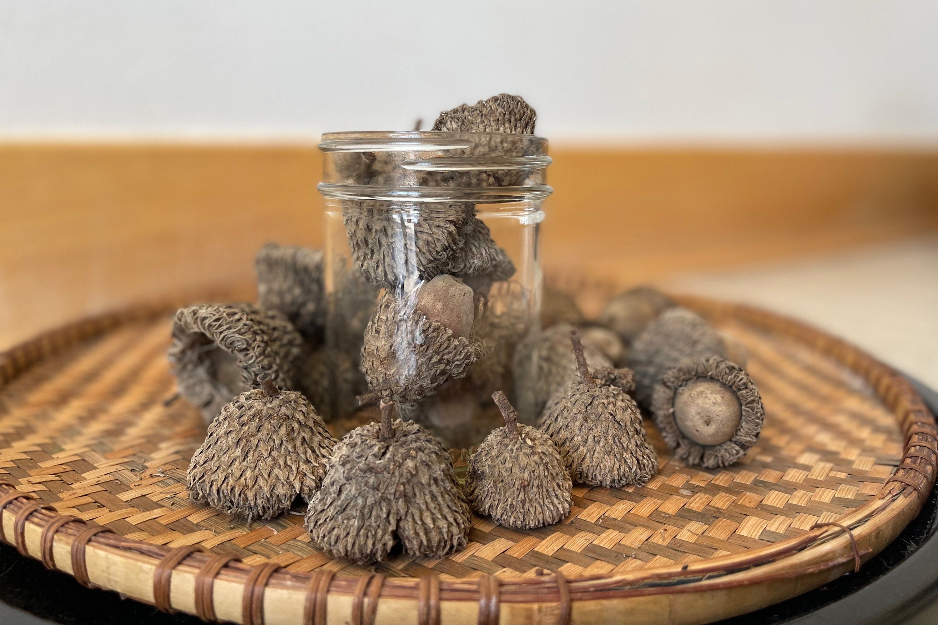 LARGE Texas Bur Oak ACORNS, Large Bur Oak Acorns, Caps or Mixed, Oven ...
