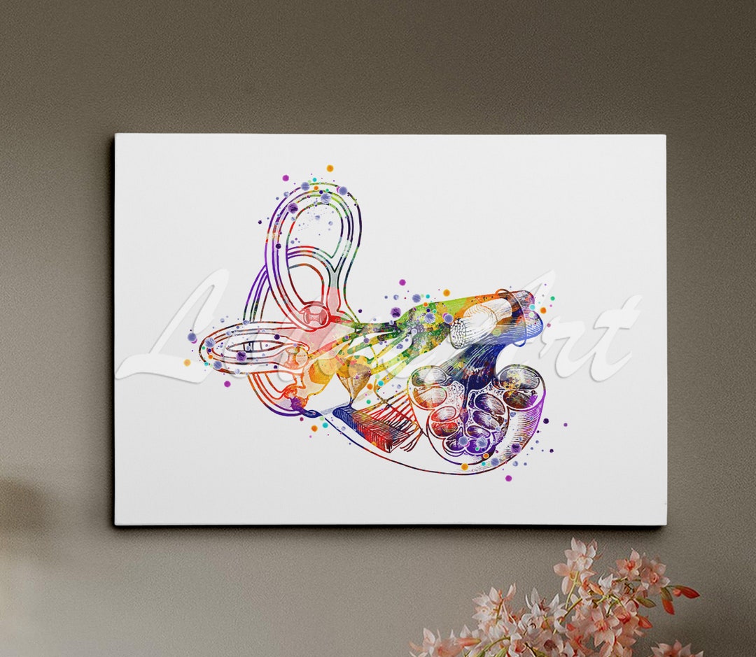 Cochlea Inner Ear Anatomy Watercolor Canvas Print Human Medical Clinic ...