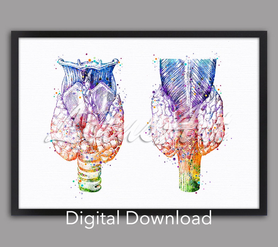 DIGITAL DOWNLOAD Thyroid Gland Anatomy Art Print Endocrinologist Art ...