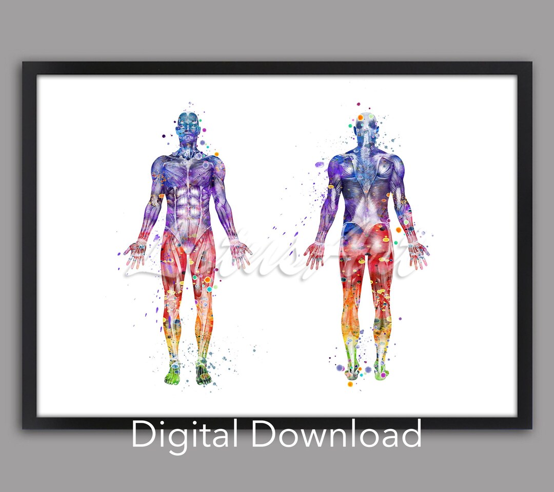 Anatomy Art Print: Watercolor Body Muscles, Clinic Decor (digital ...