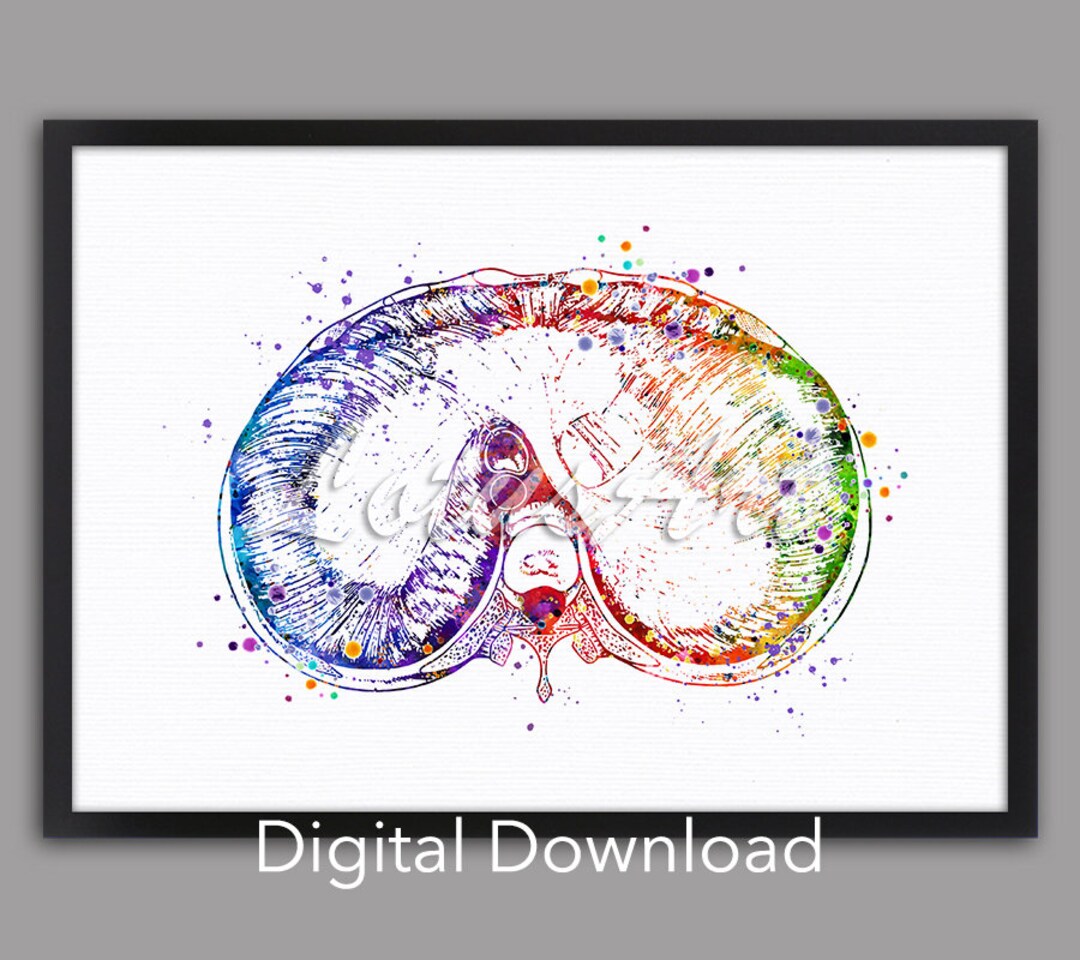 Thoracic Diaphragm Anatomy Art Print: Medical Wall Decor (digital ...