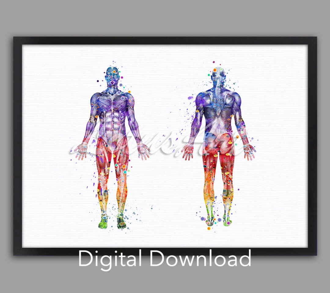 Human Body Muscle Diagram Download