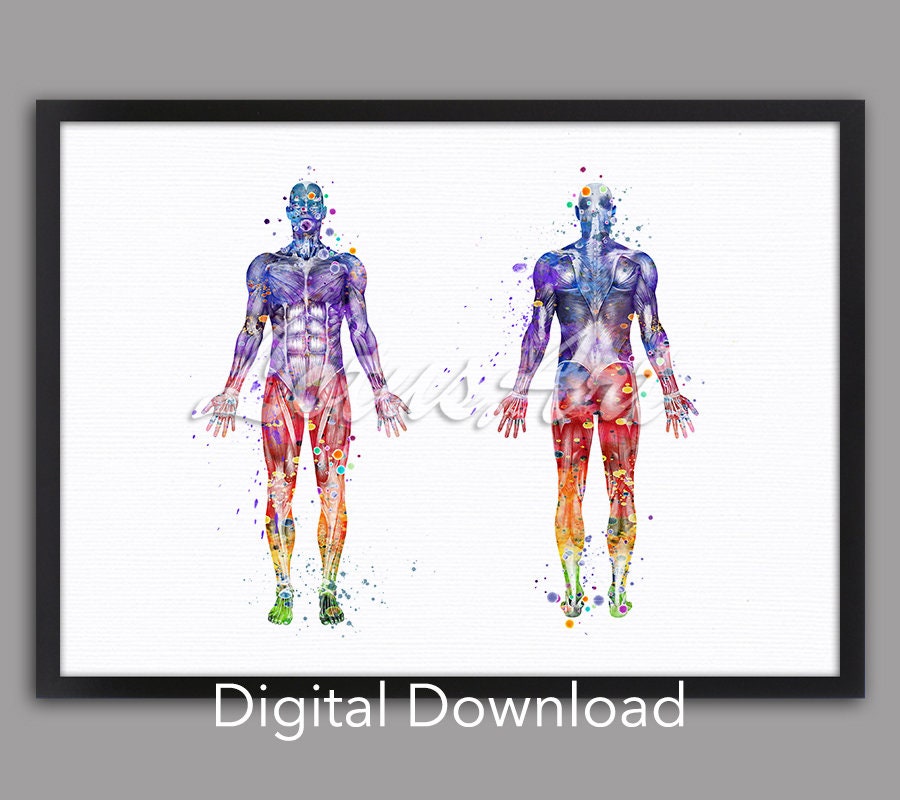 Printable Muscle Anatomy Chart - Etsy