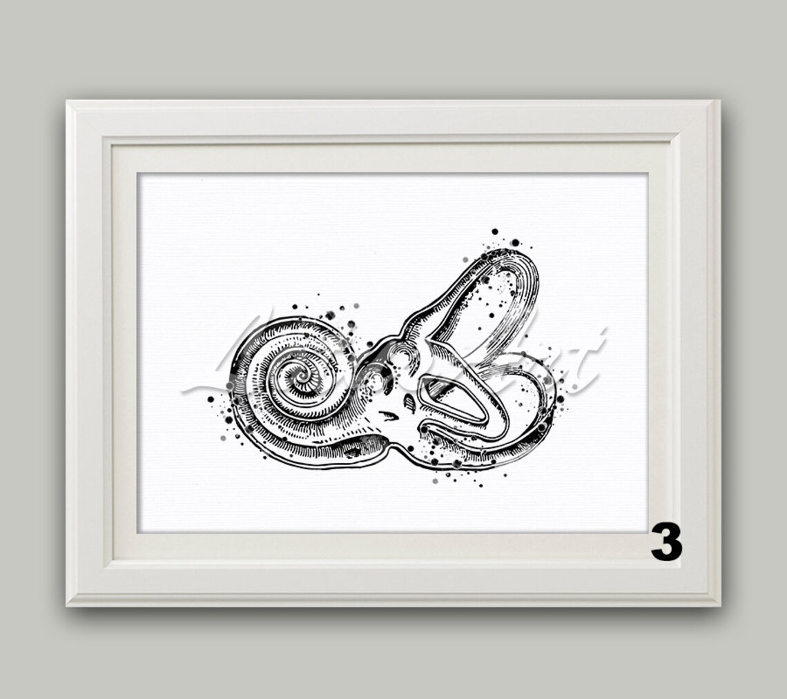 Bony Labyrinth Cochlea Art Anatomy Watercolor Print - Etsy