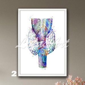 Thyroid Gland Poster Anatomy Art Print Endocrinologist Medical Framed ...