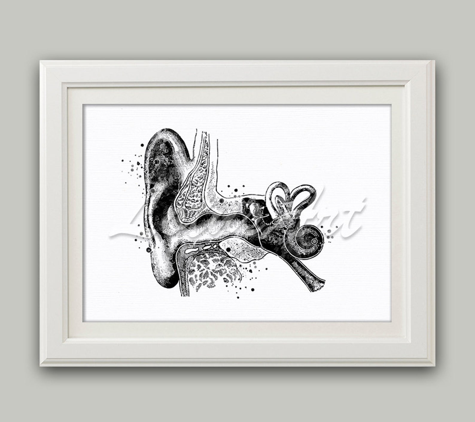 Ear Anatomy Art Inner Ear Watercolor Print ENT Audiologist - Etsy