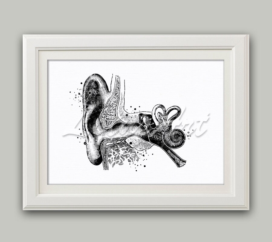 Ear Anatomy Art Inner Ear Watercolor Print ENT Audiologist - Etsy
