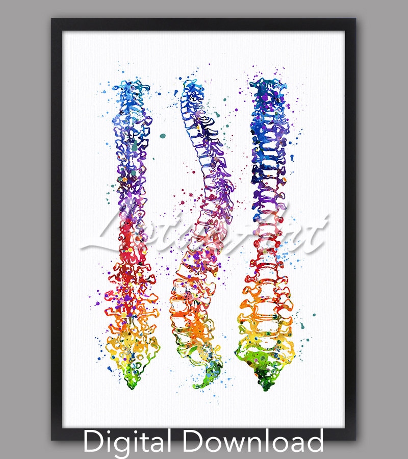 DIGITAL DOWNLOAD Spine Art Watercolor Print Anatomy Poster - Etsy