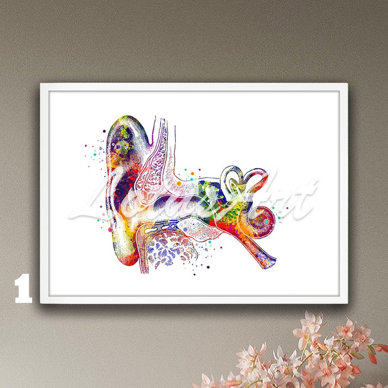 Human Ear Anatomy Poster - Etsy