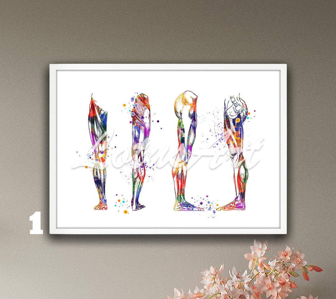 Human Leg Muscles Art Print: Watercolor Anatomy Poster, Doctor Gift - Etsy