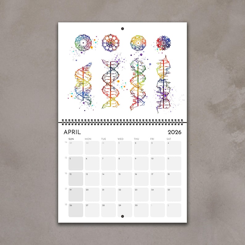 2026 Anatomy Wall Calendar: Medical Watercolor Art, Doctor Gift - Etsy