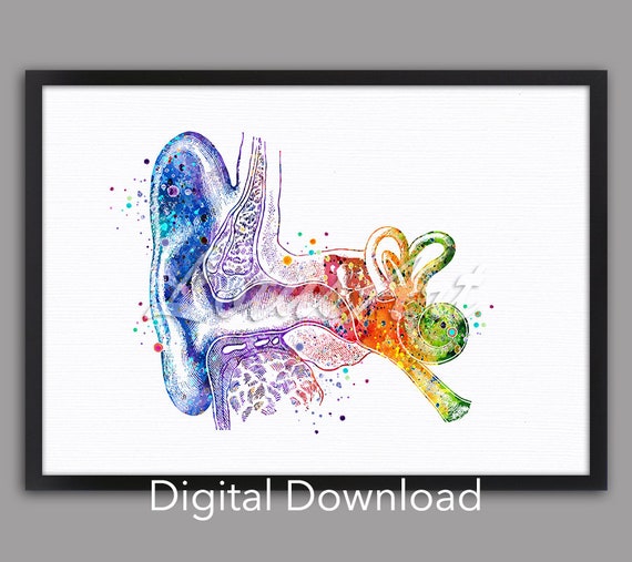 DIGITAL DOWNLOAD Ear Anatomy Art Inner Ear Watercolor Print - Etsy Canada