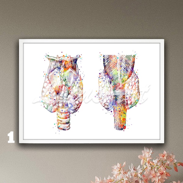 Endocrine System Poster - Etsy