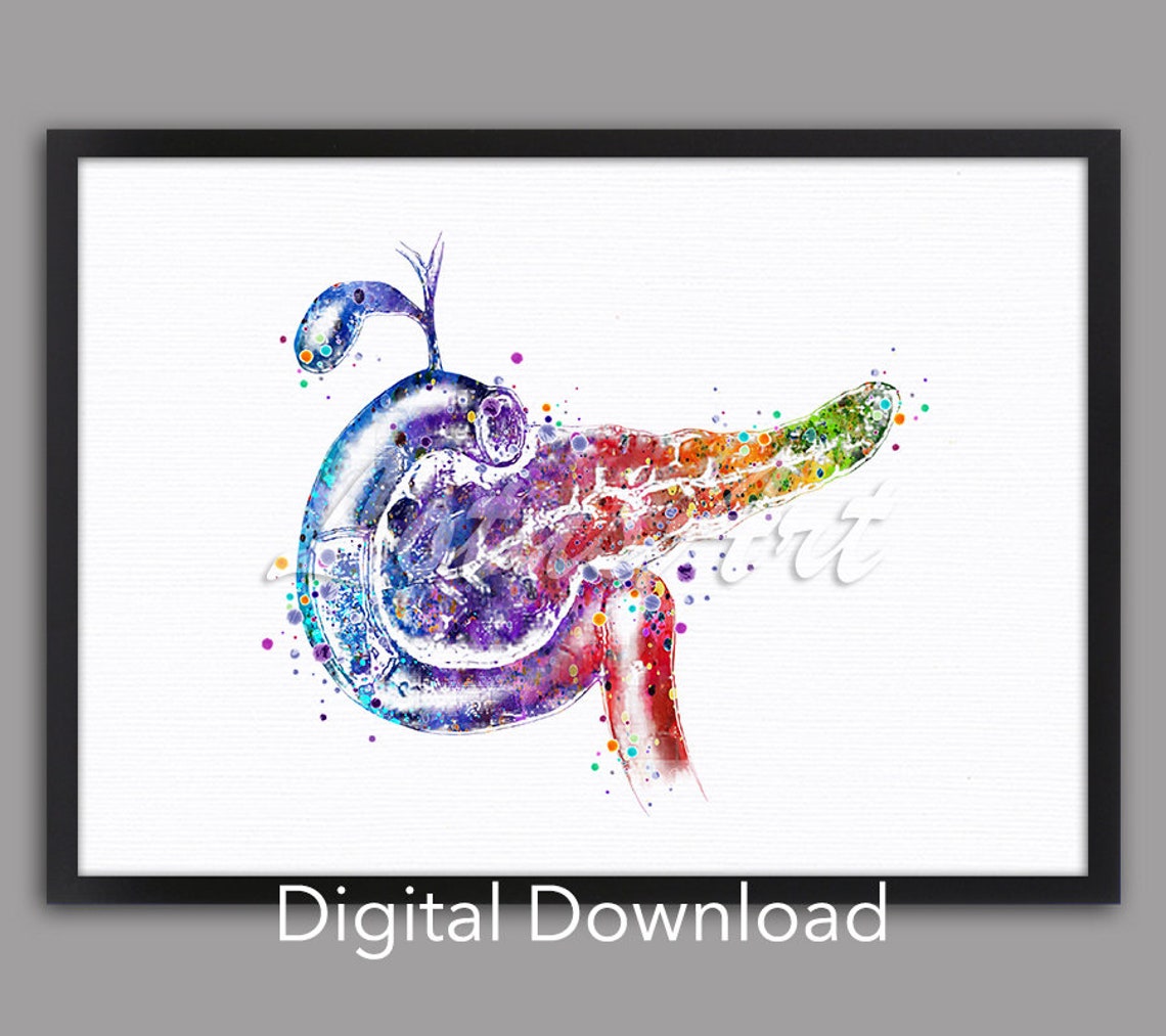 DIGITAL DOWNLOAD Pancreas Anatomy Art Digestive System Organs | Etsy