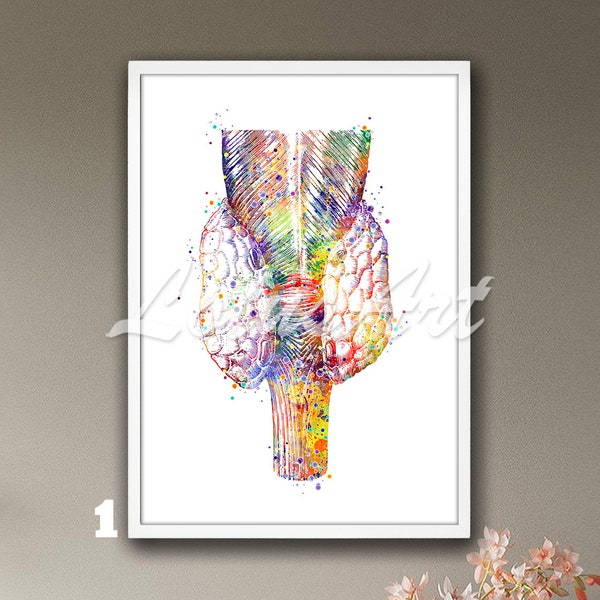 Endocrine System Poster - Etsy