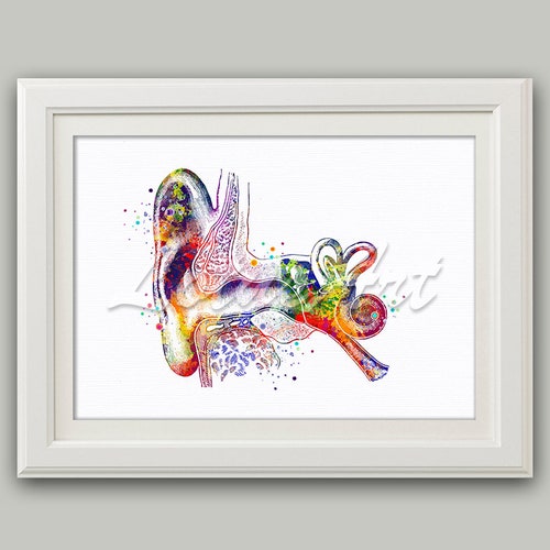 Ear Anatomy Art Inner Ear Watercolor Print ENT Audiologist - Etsy