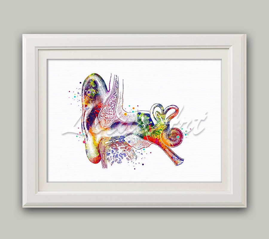 Ear Anatomy Art Inner Ear Watercolor Print ENT Audiologist - Etsy