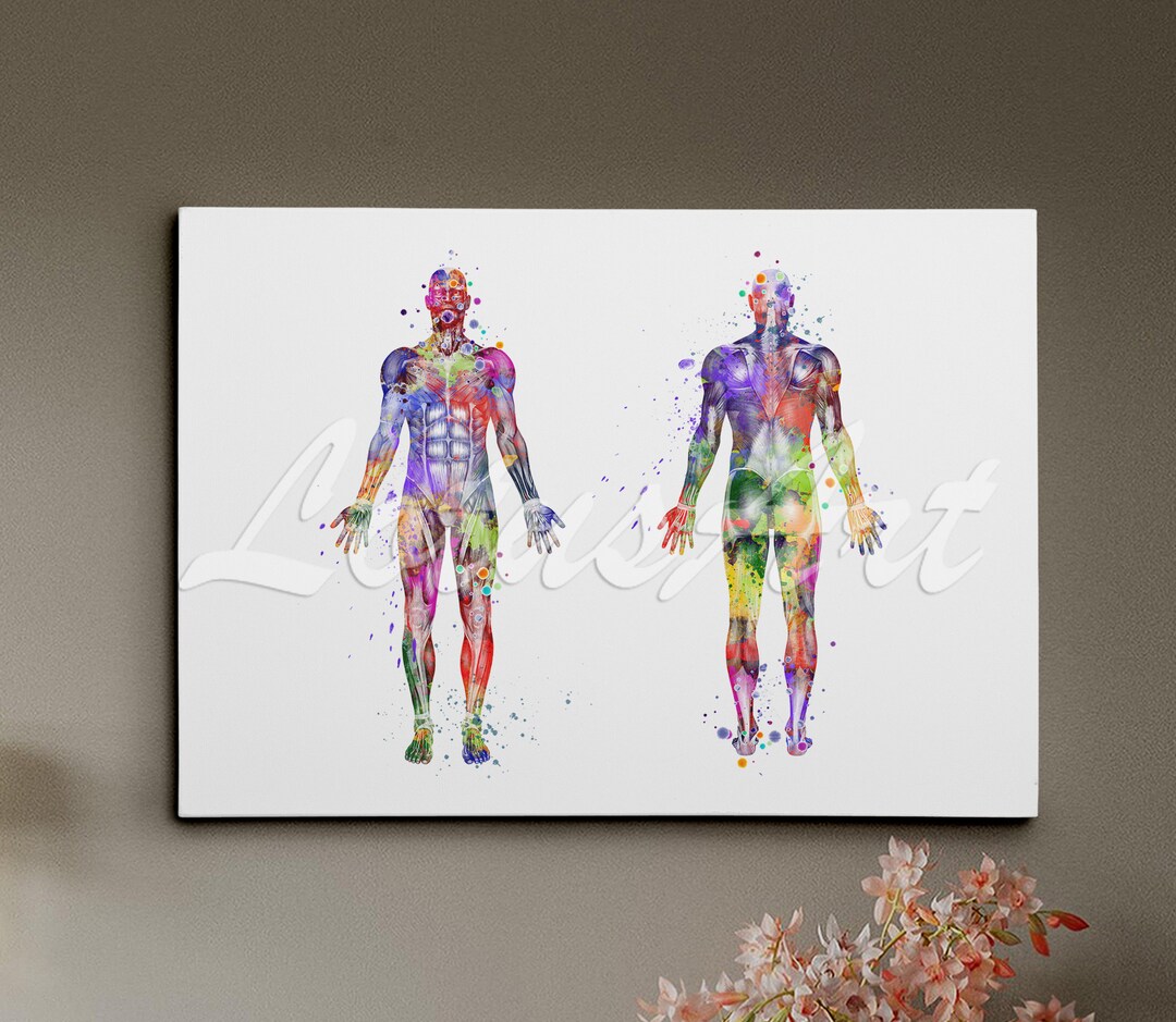 Body Muscles Anatomy Watercolor Canvas Print Medical Clinic Wall Art ...