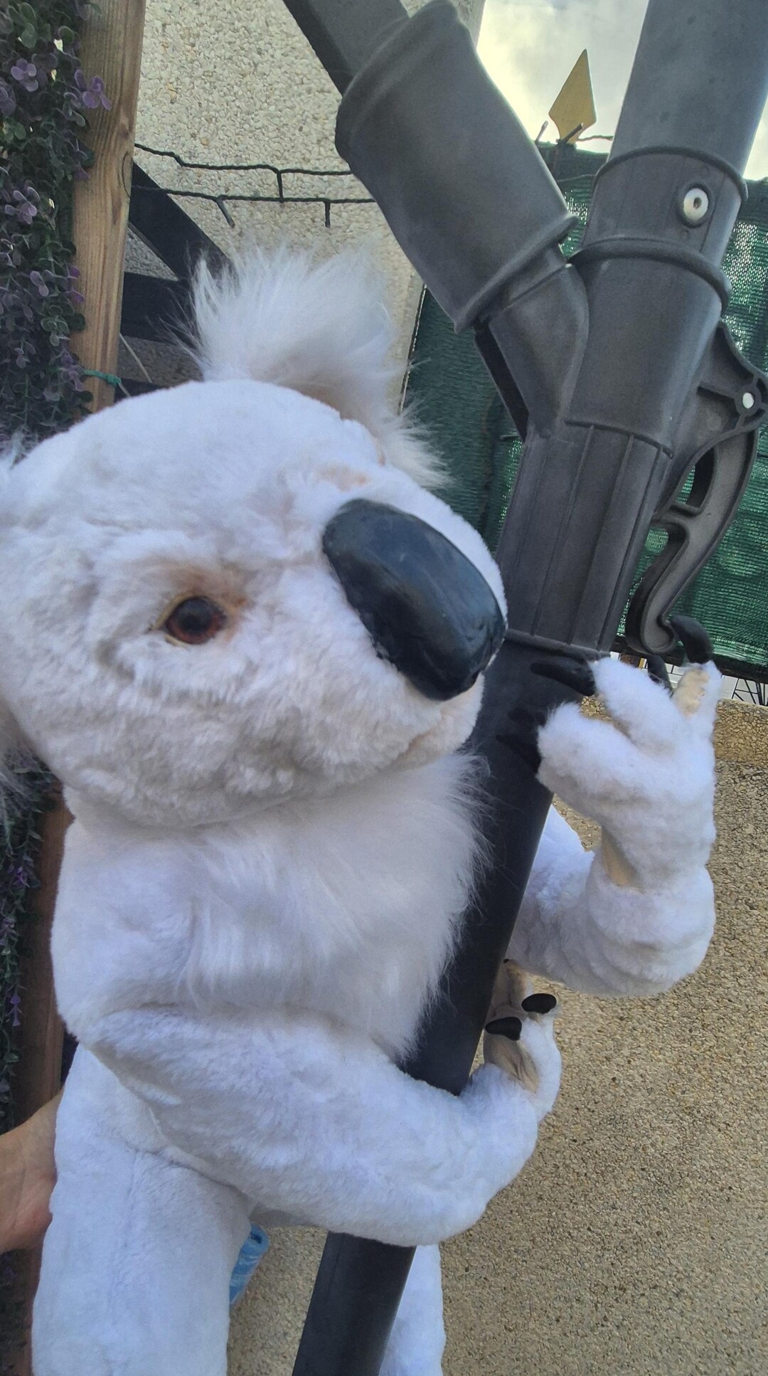White Koalabear Albino Realistic Toy Real Size Animal Plush Stuffed ...