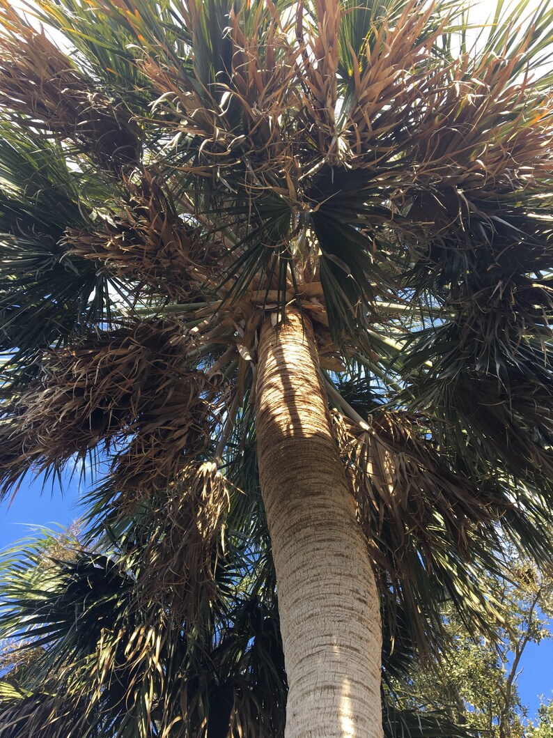 1 Rooted Sable Palm Cabbage Palm Florida Palm Palm Tree | Etsy