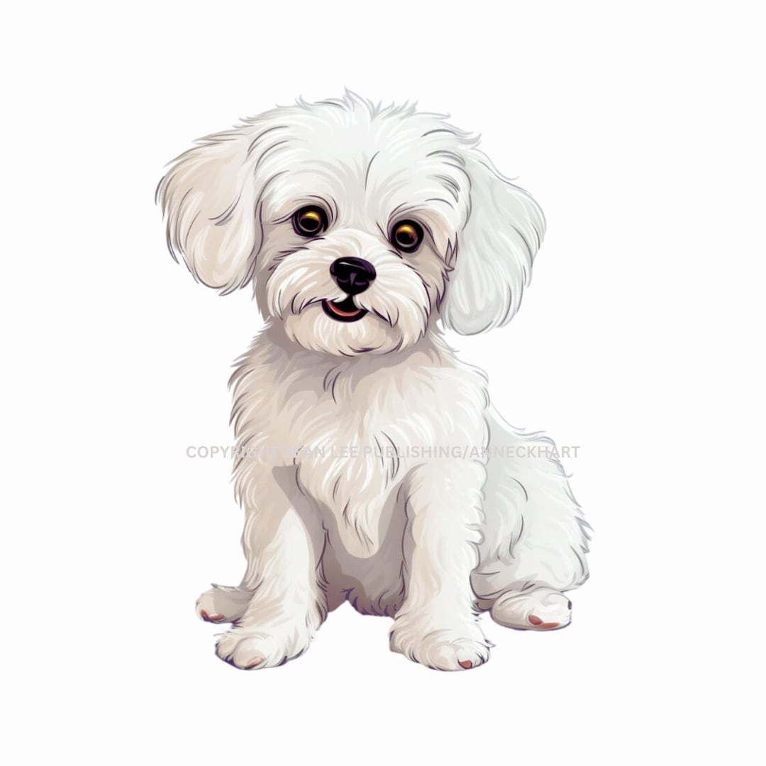White Maltipoo Clipart Maltipoo Puppy Dog Graphics - Etsy