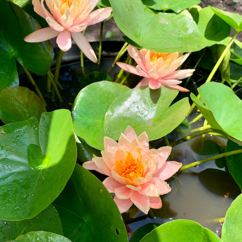 Miniature Lily Pads - Etsy