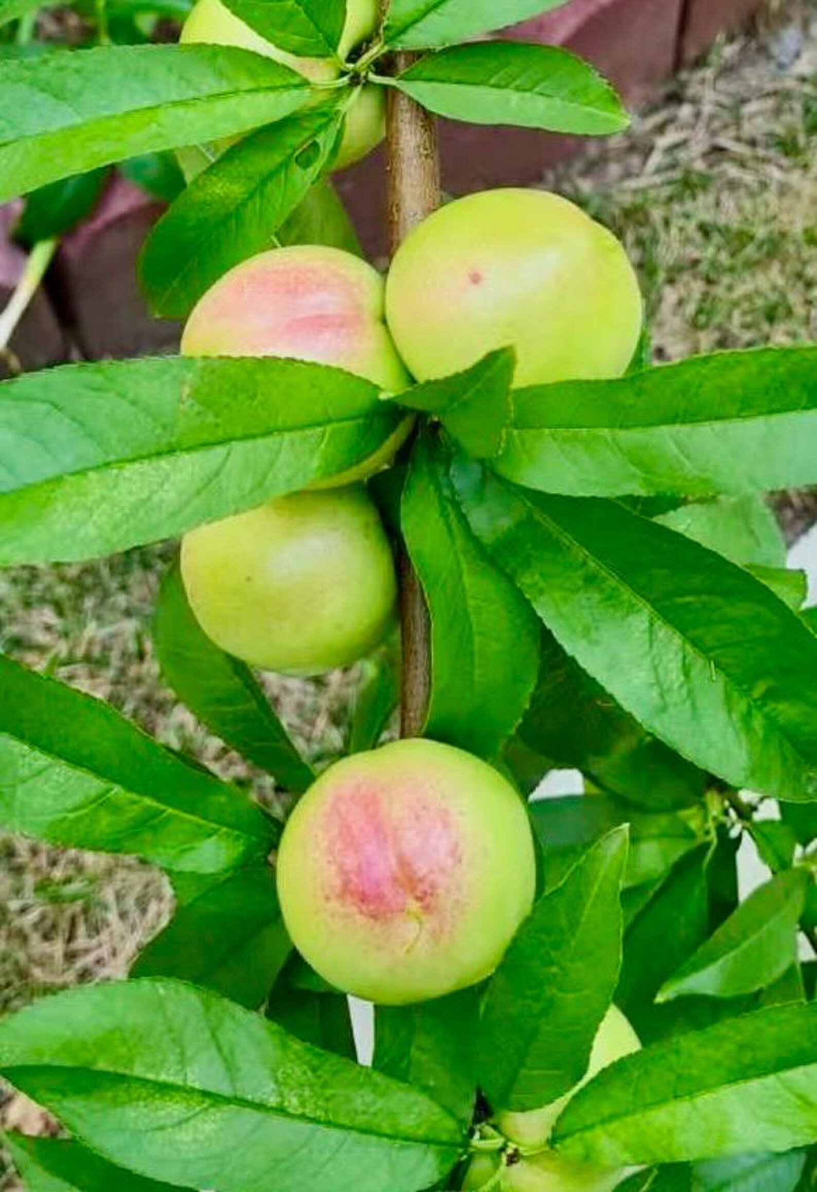 Miniature Nectarine – Small-fruited Nectarine Tree - Etsy