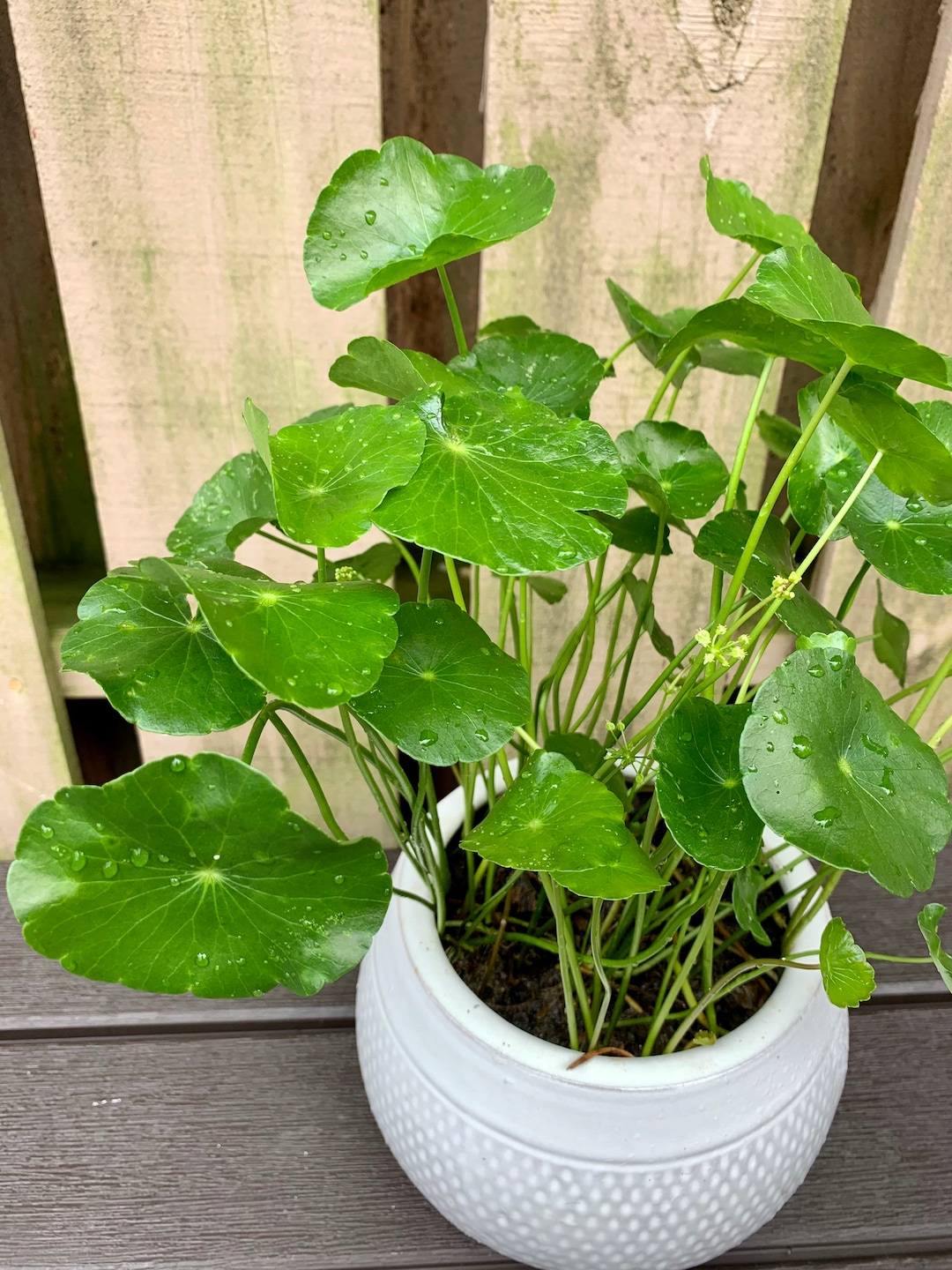 Large 6 Hydrocotyle Vulgaris Money Plant Copper Coin Plant Lucky Plant ...