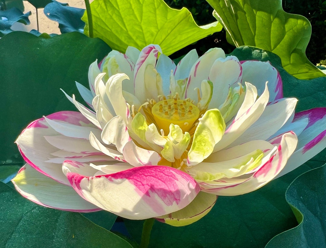 Nelumbo Nucifera, Sacred Lotus, Indian Lotus Roots With Sprout - Etsy