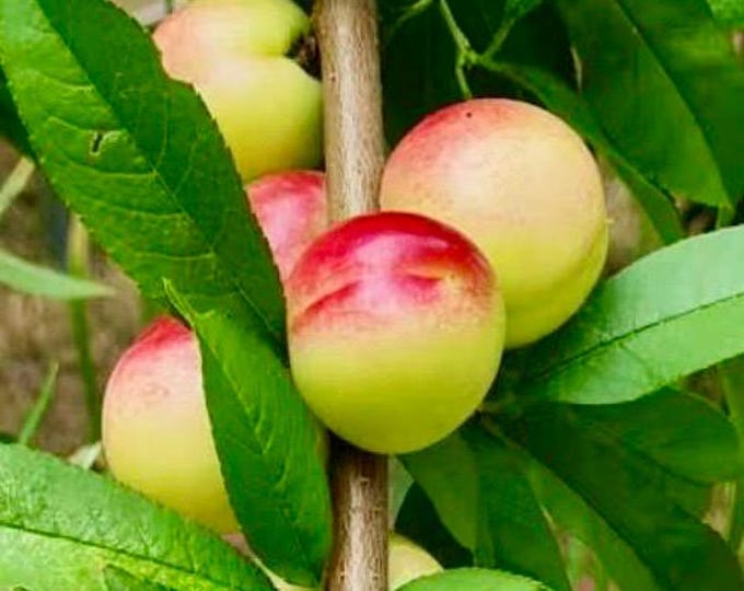 Miniature Nectarine – Small-fruited Nectarine Tree - Etsy