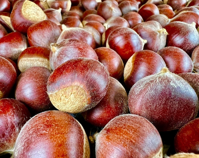 Delicious Fresh Raw Chinese Chestnuts 1LB - Etsy