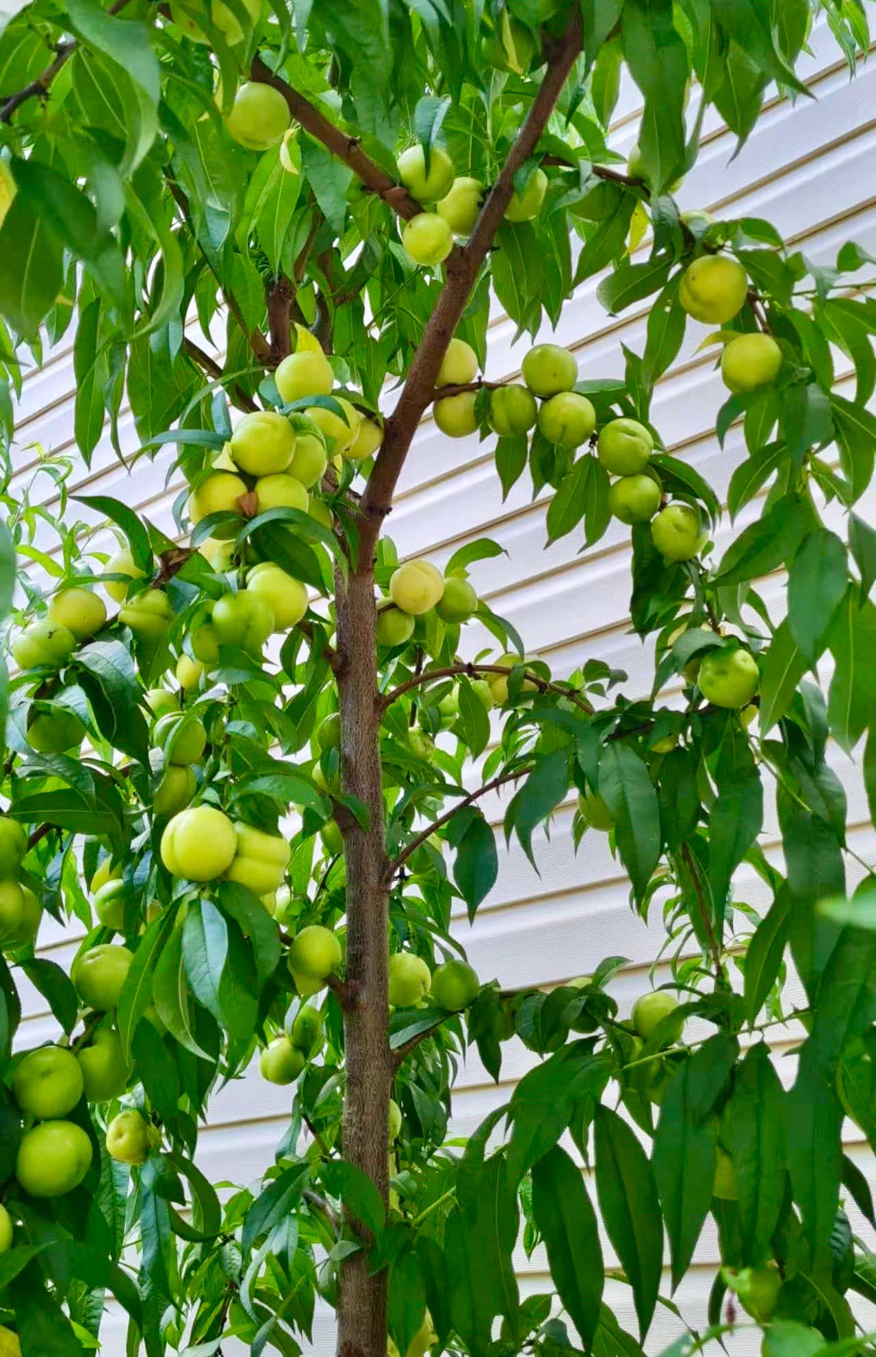 Miniature Nectarine – Small-fruited Nectarine Tree - Etsy