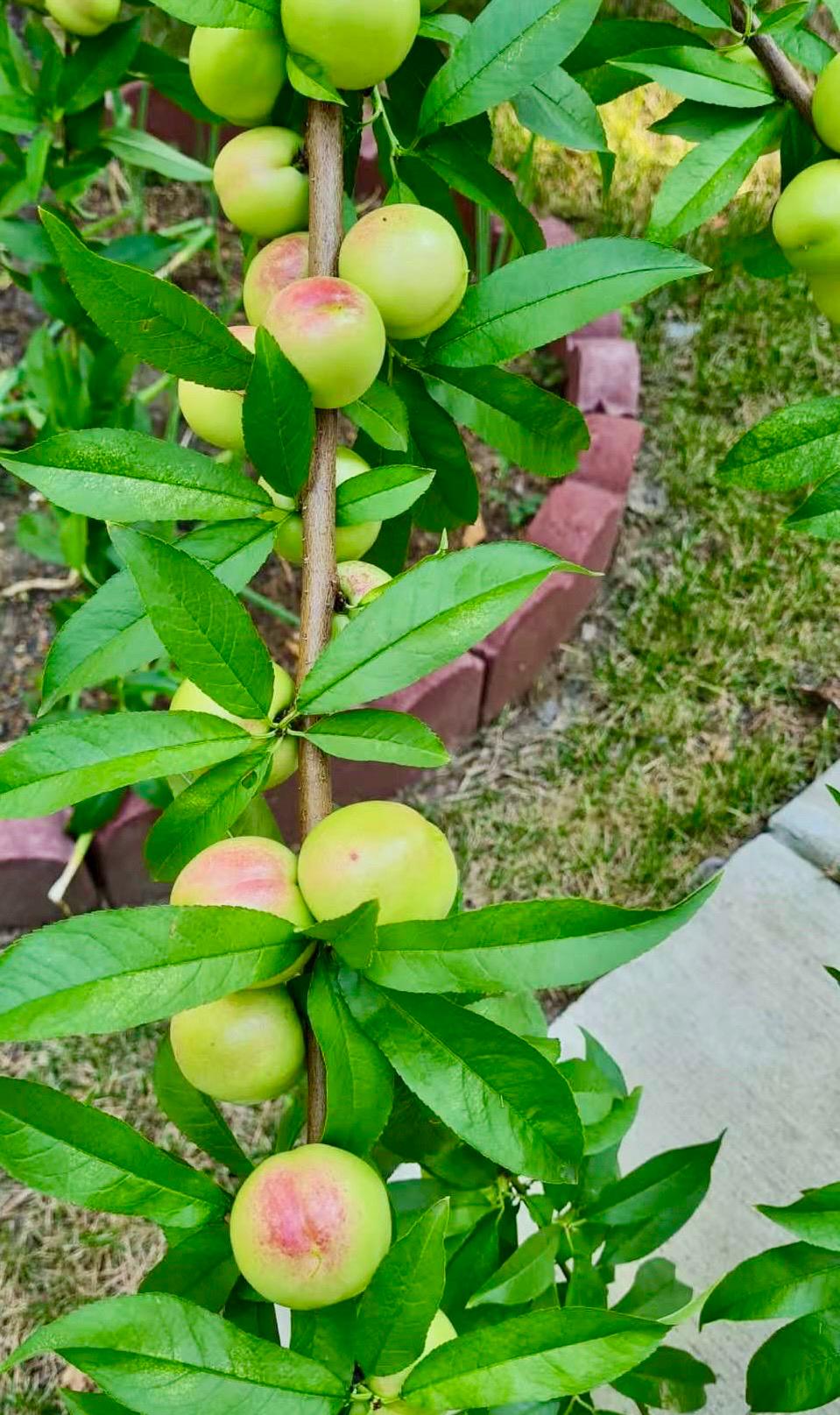 Miniature Nectarine – Small-fruited Nectarine Tree - Etsy