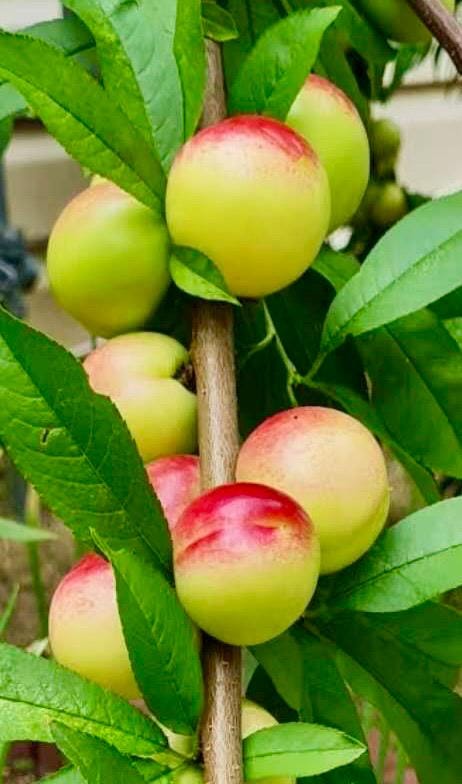 Miniature Nectarine – Small-fruited Nectarine Tree - Etsy