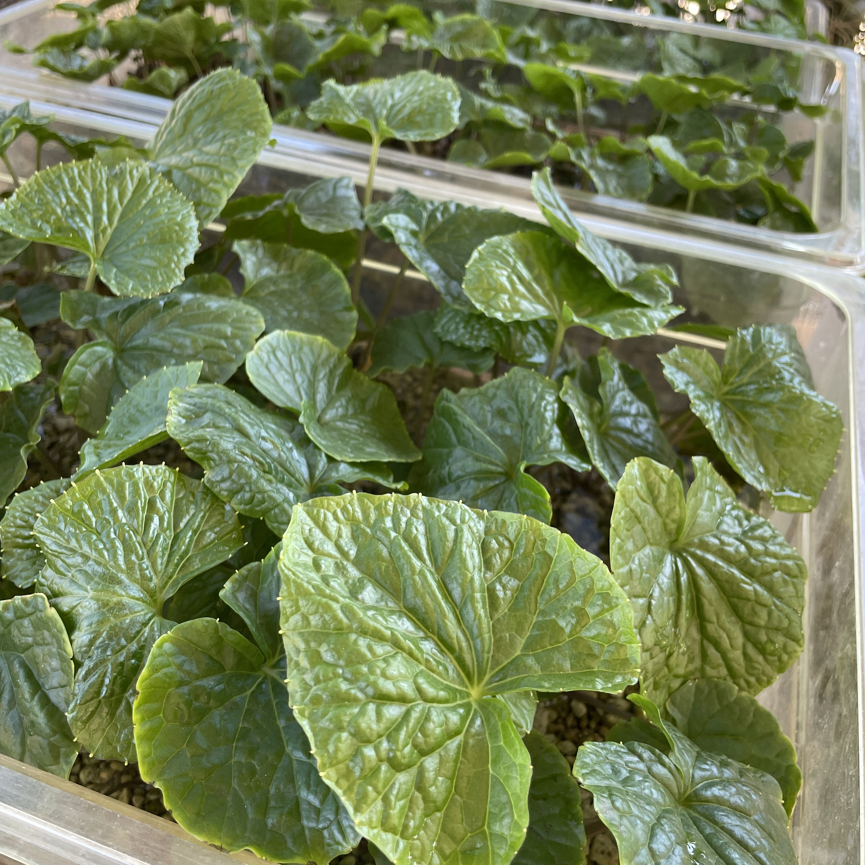 Real Japanese Wasabi Starters - Etsy