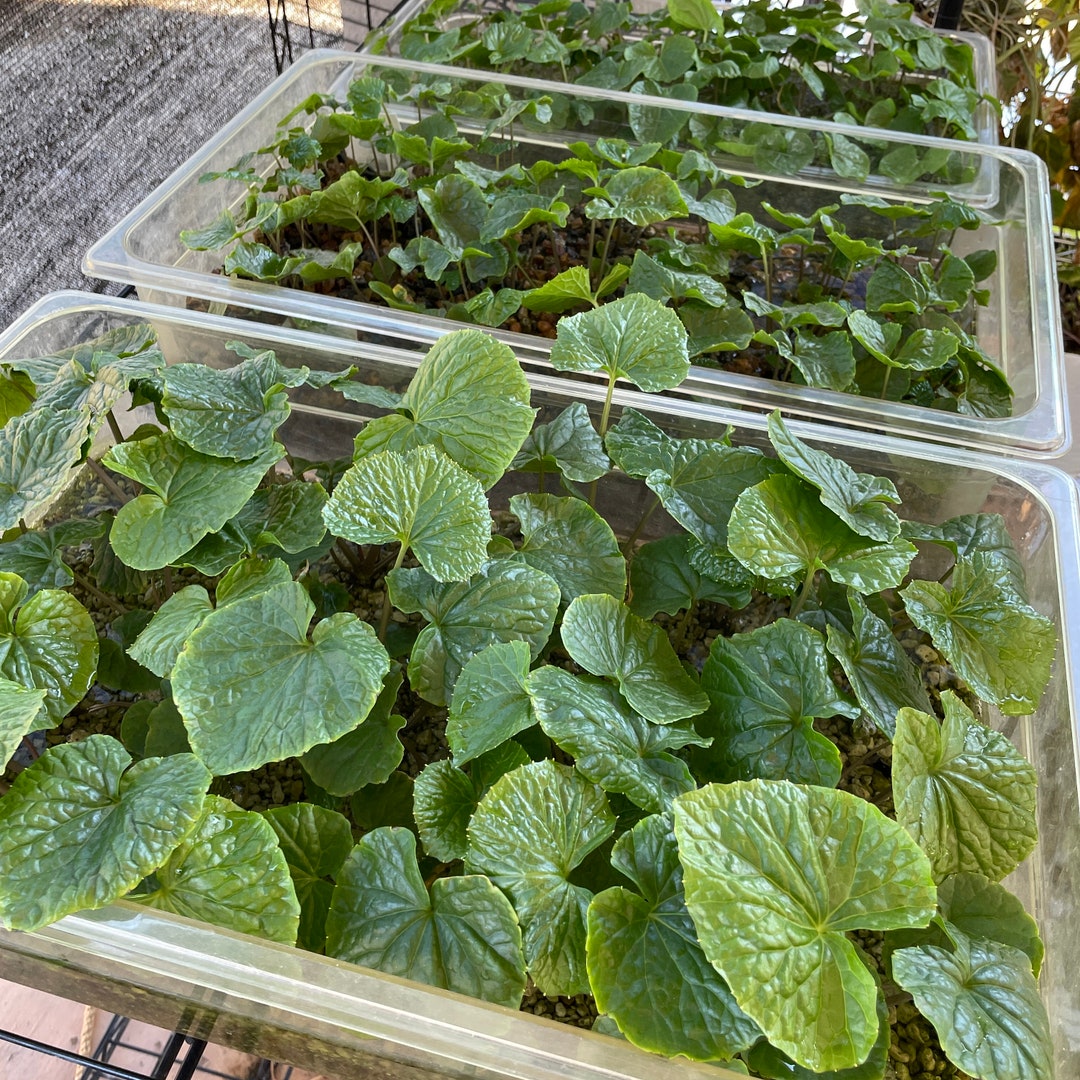 Real Japanese Wasabi Starters - Etsy