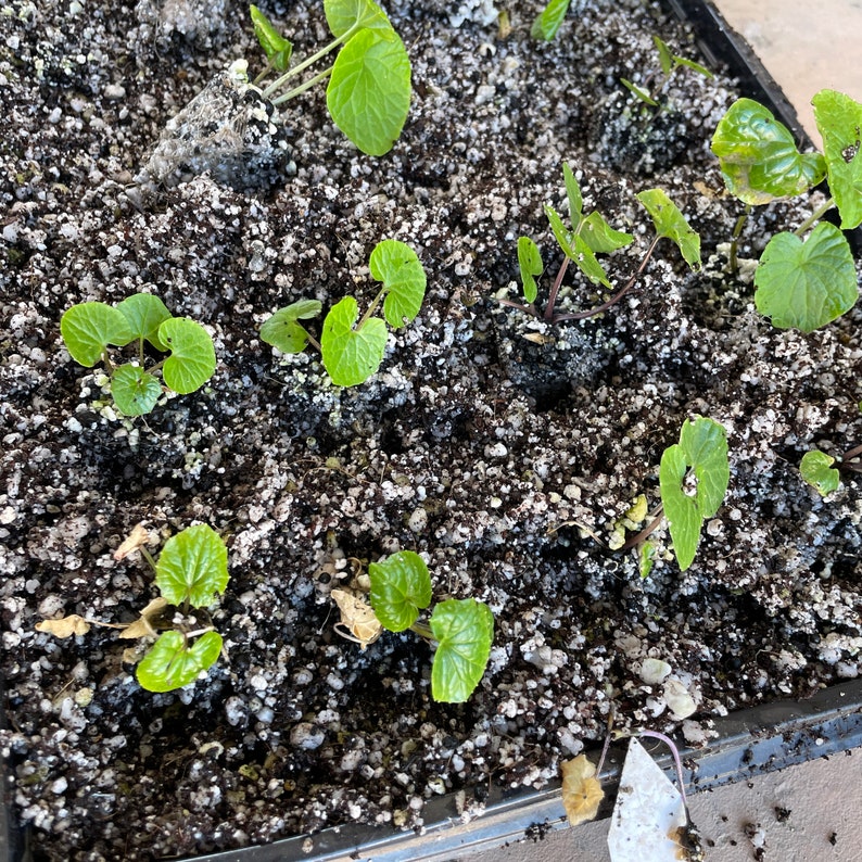 Real Japanese Wasabi Seedlings PRE ORDER SHIPS in March 2026 - Etsy