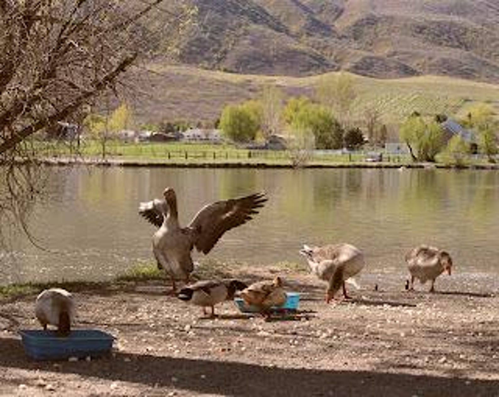 Original Nonfiction Article: Spring Lake Utah Village Couple Maintain ...