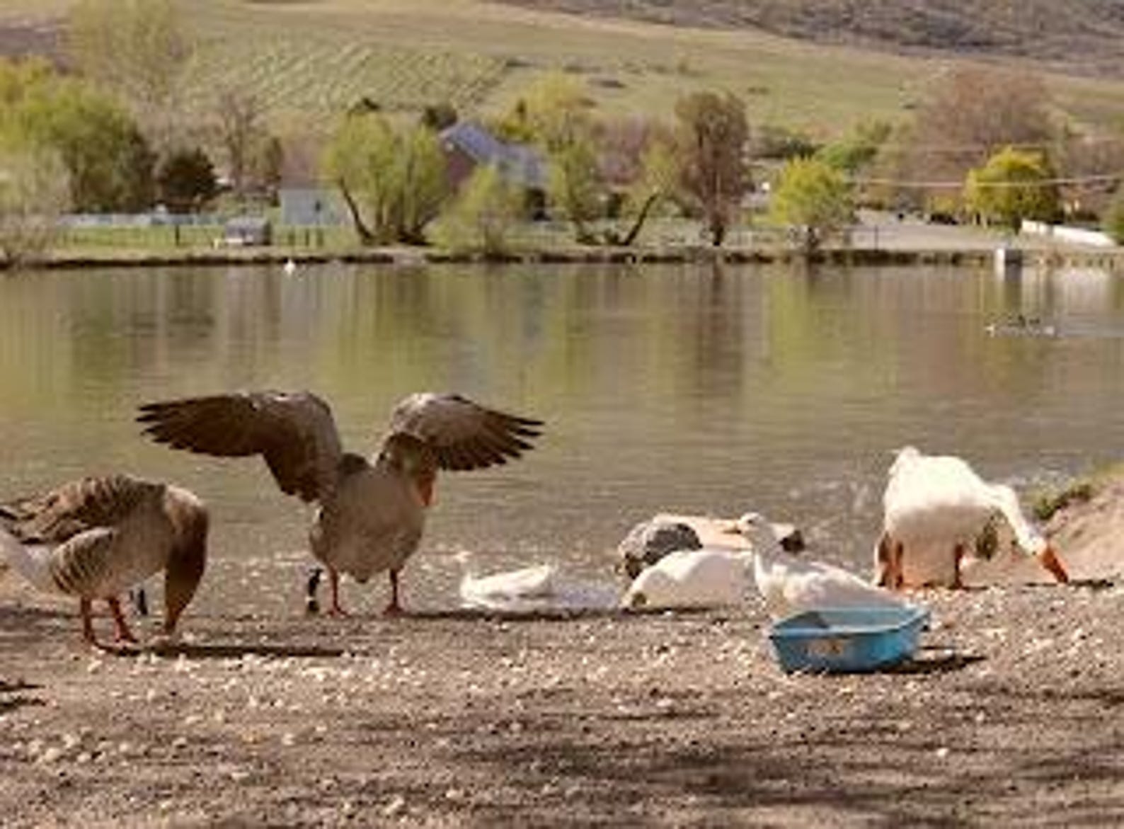 Original Nonfiction Article: Spring Lake Utah Village Couple Maintain ...