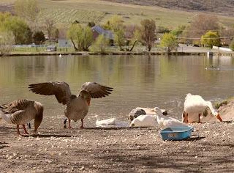 Original Nonfiction Article: Spring Lake Utah Village Couple Maintain ...