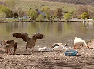 Original Nonfiction Article: Spring Lake Utah Village Couple Maintain ...