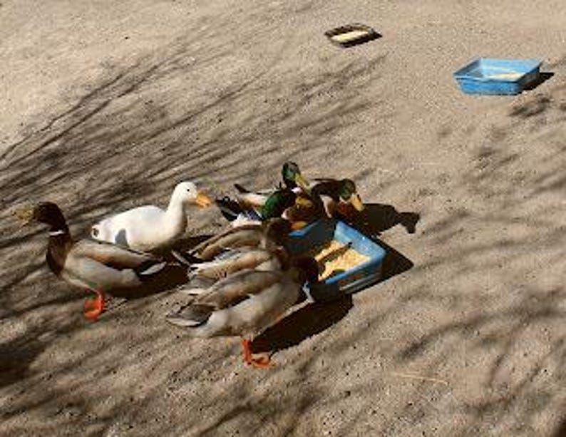 Original Nonfiction Article: Spring Lake Utah Village Couple Maintain ...