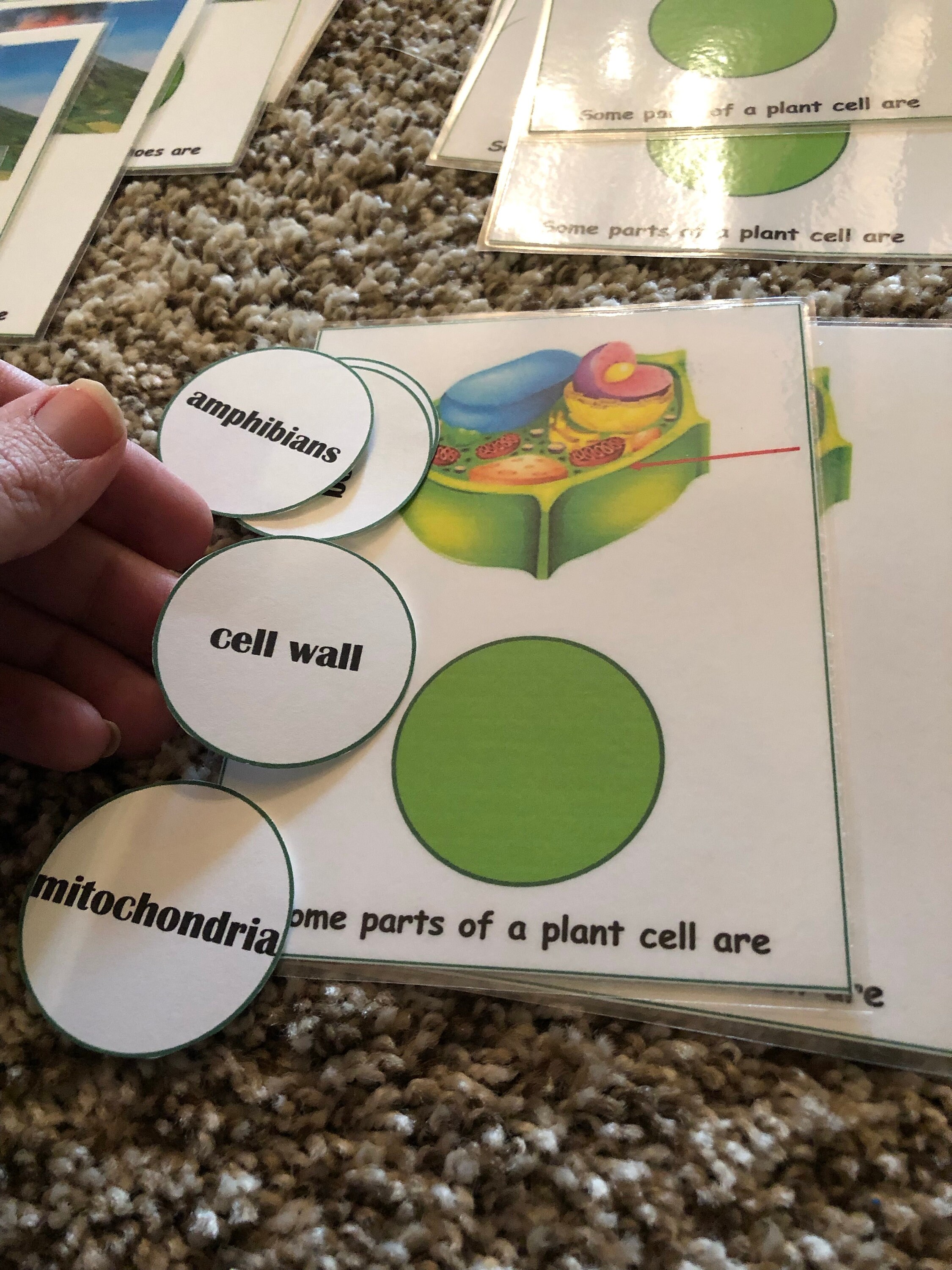 Science Memory Work Cards Cycle 1 DIGITAL DOWNLOAD - Etsy