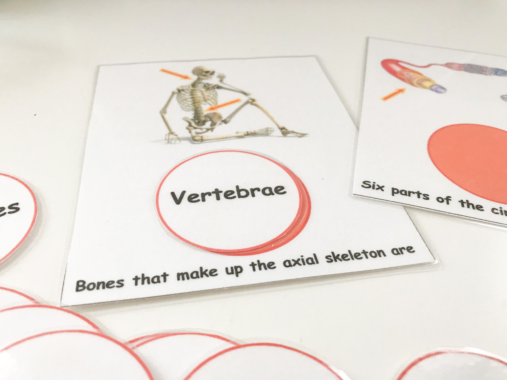 Science Memory Work Cards Cycle 3 DIGITAL DOWNLOAD - Etsy