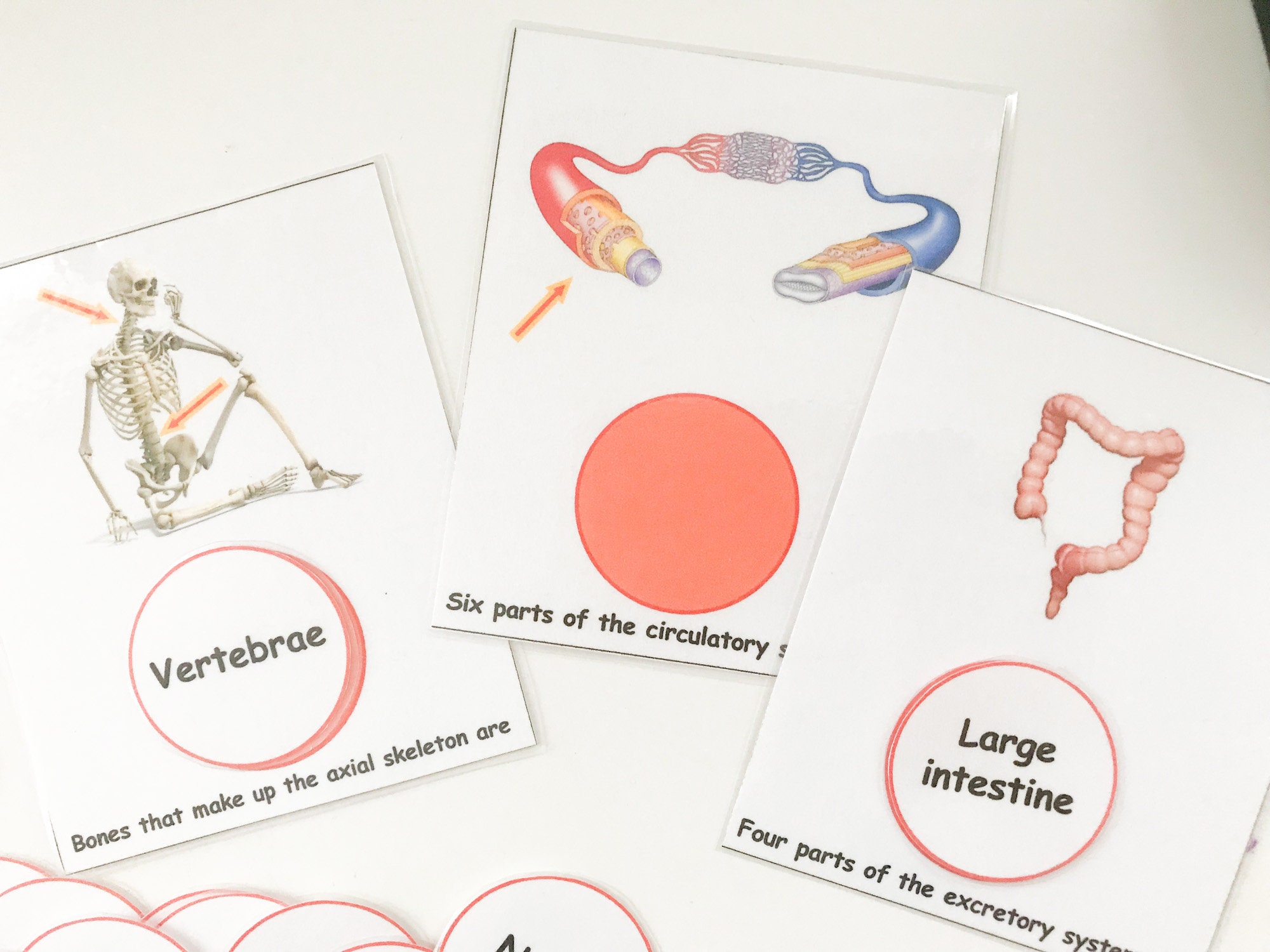 Science Memory Work Cards Cycle 3 DIGITAL DOWNLOAD - Etsy