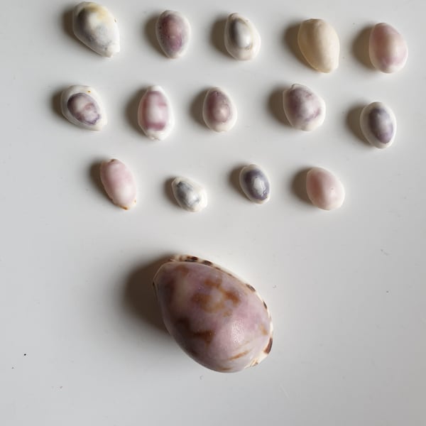 Cowrie Shells - Etsy