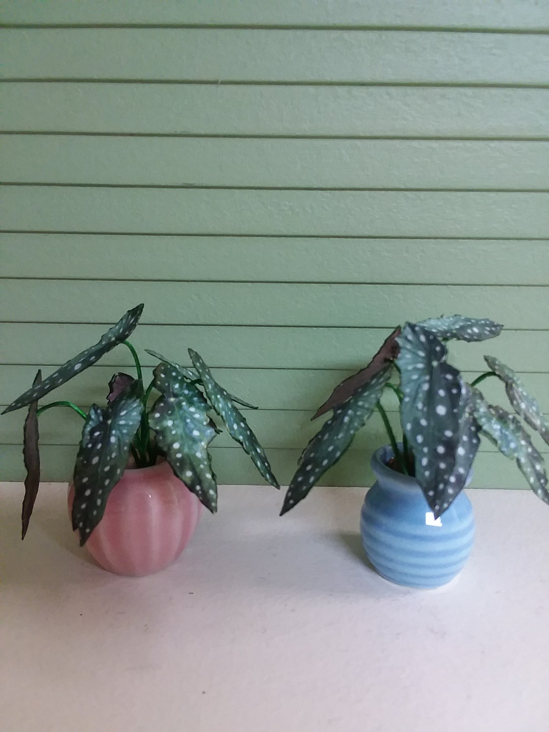 Dollhouse Miniature Begonia Maculata (polka Dot Begonia), Dollhouse ...