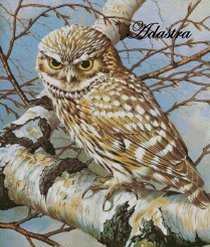 Counted Cross Stitch Pattern owl - Etsy