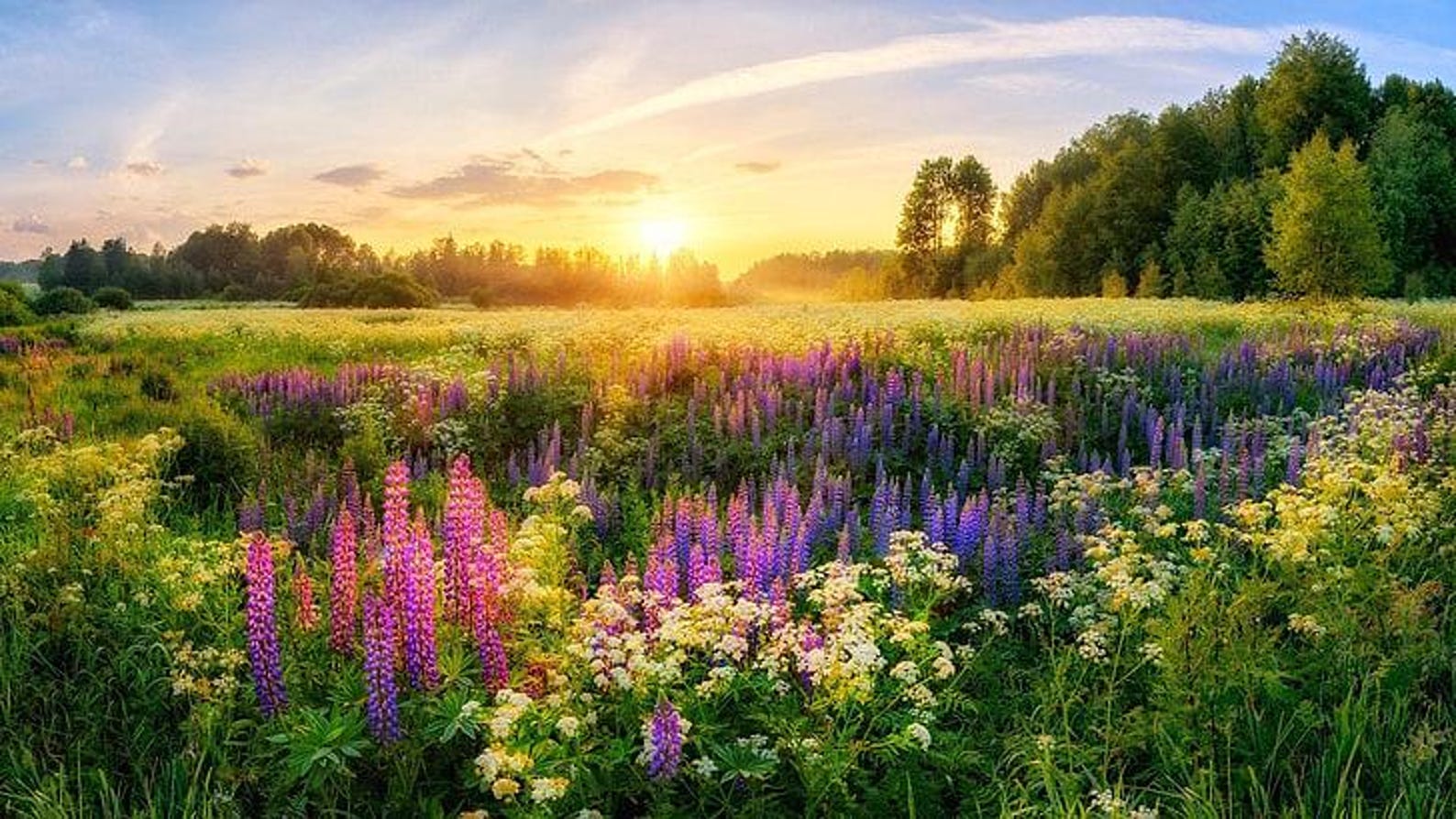 Counted Cross Stitch Pattern "lupins 76" - Etsy